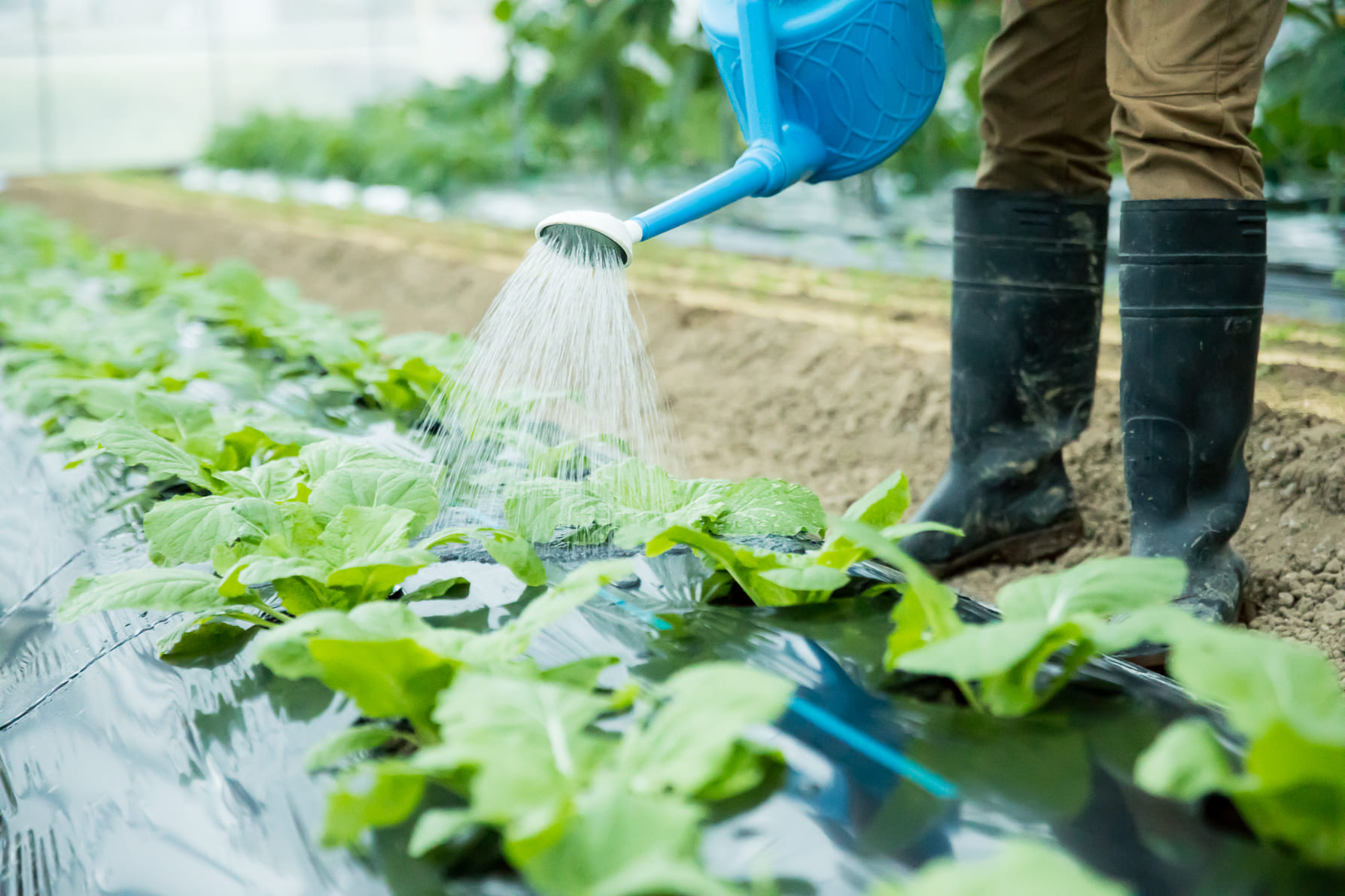 【公式】manma 四季のベビーフード | 野菜のおいしさを赤ちゃんに